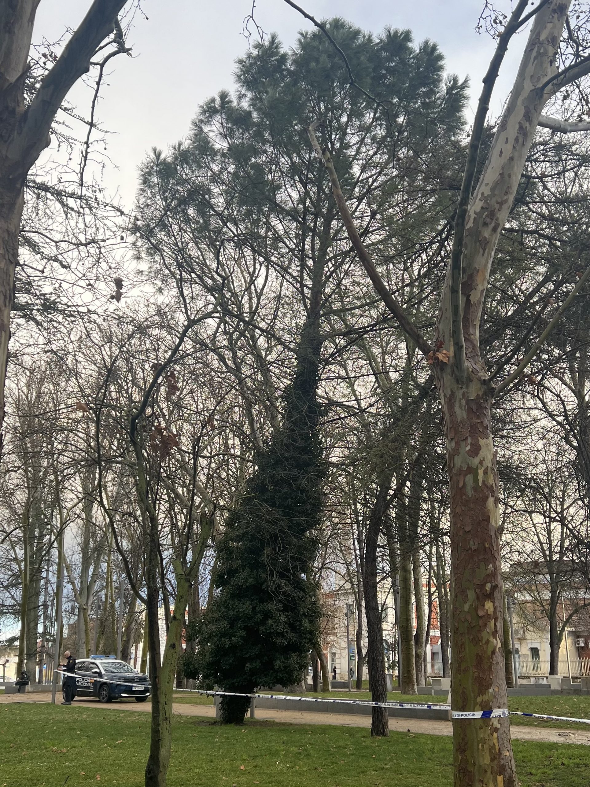 Gestión de arbolado urbano - CELTIS