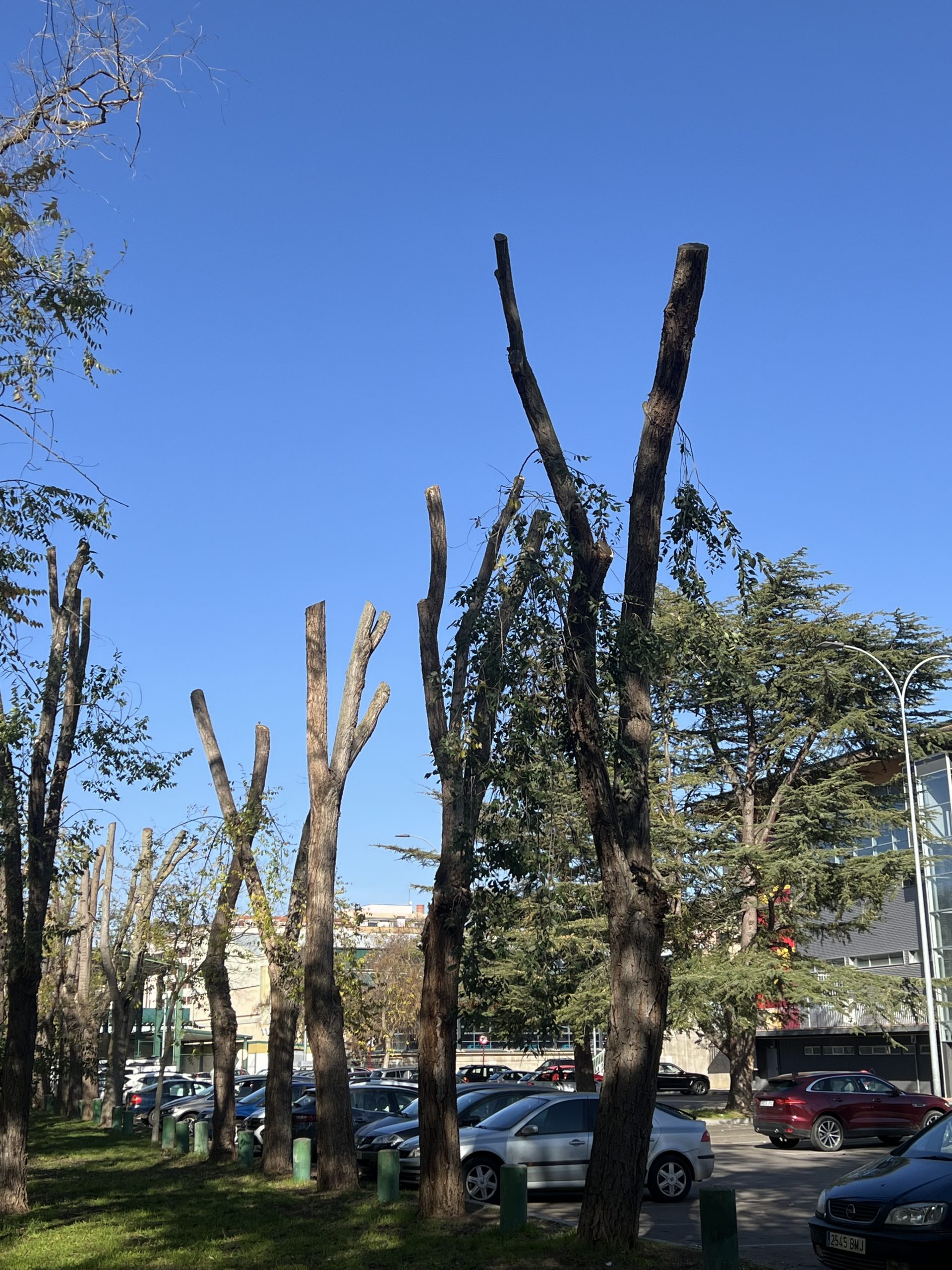 Gestión de arbolado urbano - CELTIS
