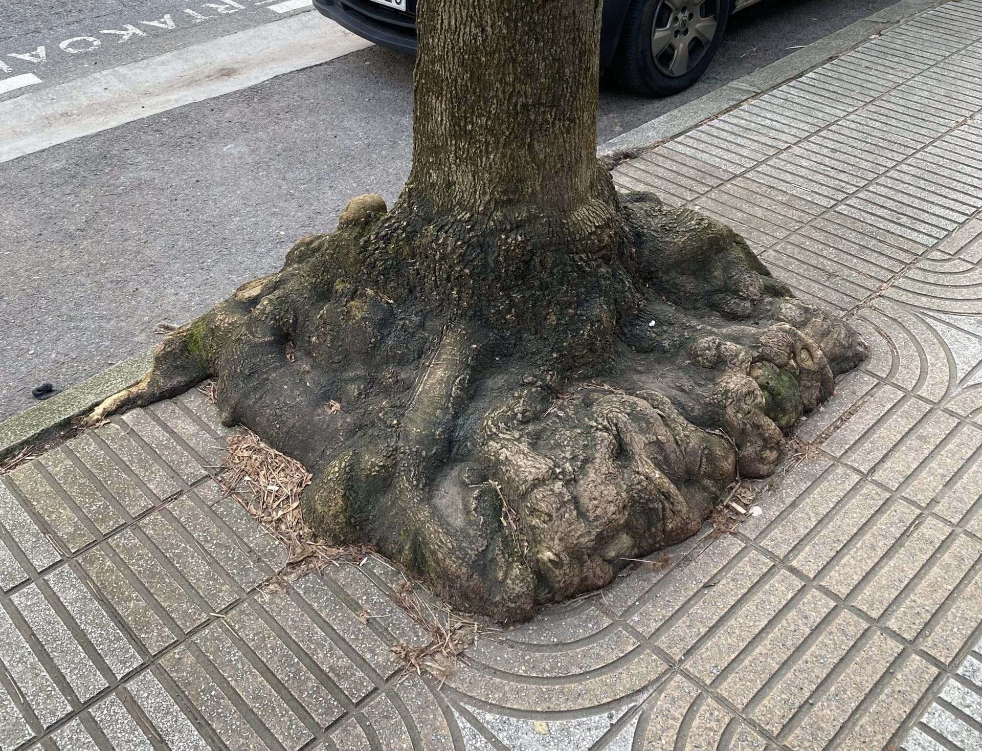 Gestión de arbolado urbano - CELTIS